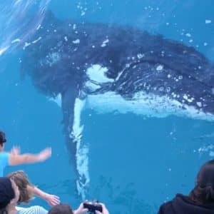 Humpback Whale Songs, Can Whales Sing?