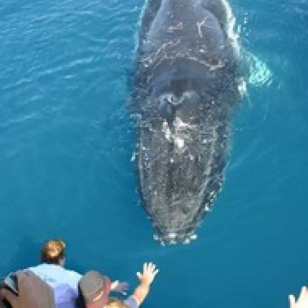 Humpback Whale Description, General Shape of Whales