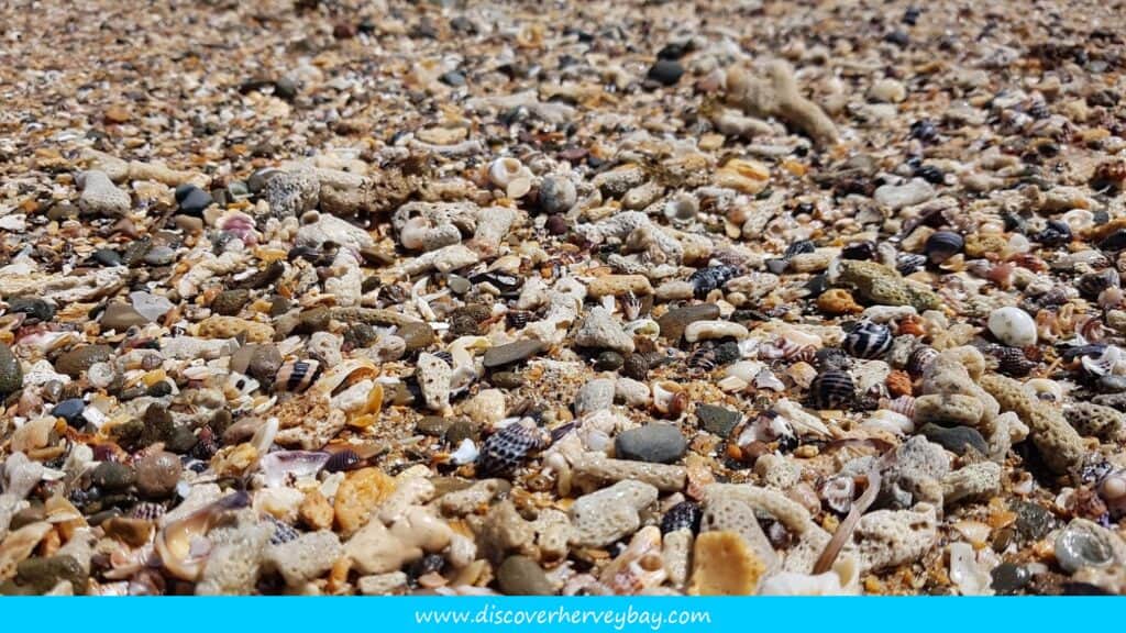 Shells on the Beach, Exploring the Beach and having fun