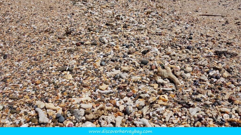 Shells on the Beach, Exploring the Beach and having fun