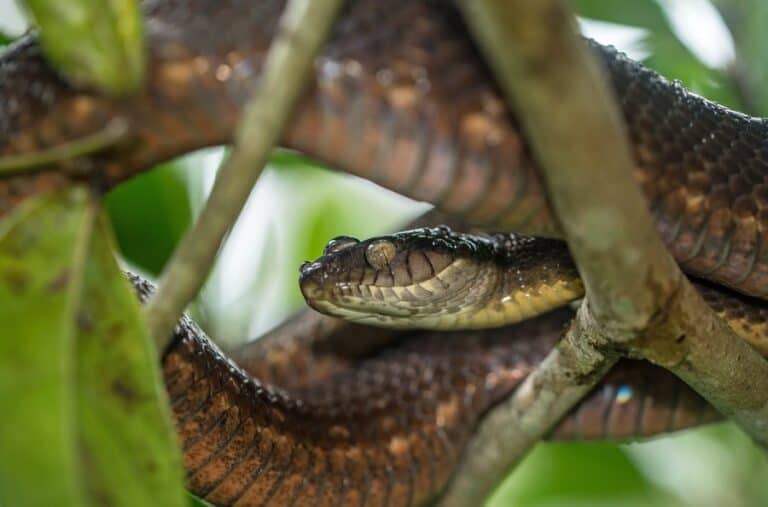 Fraser Island Animals, What wildlife is found over on Fraser