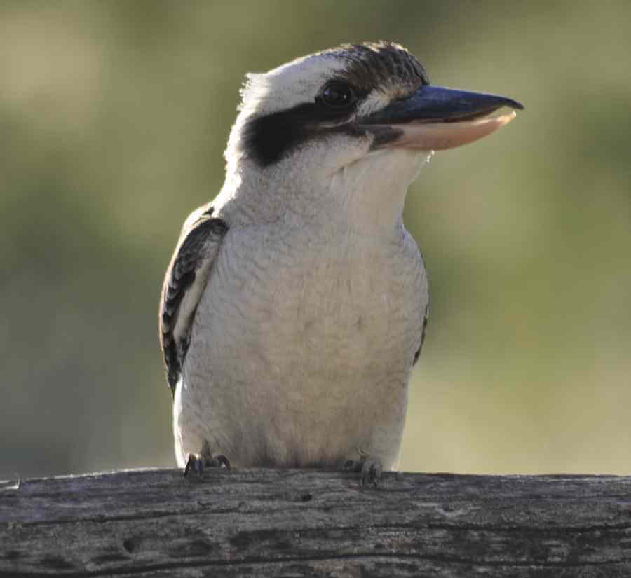 Fraser Island Animals, What wildlife is found over on Fraser