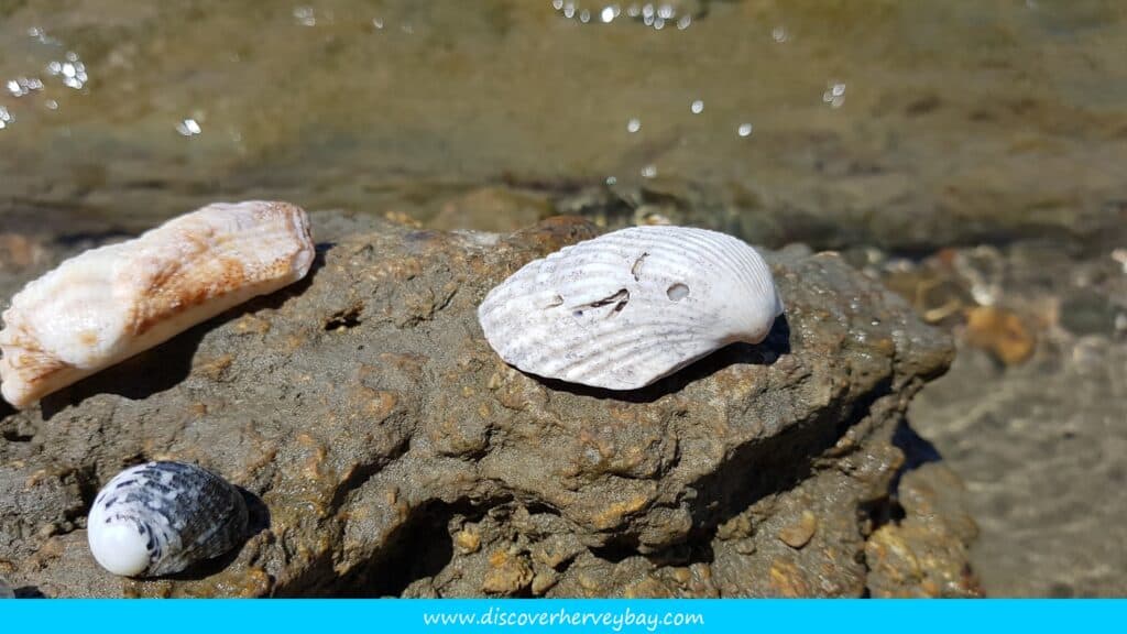 Shells on the Beach, Exploring the Beach and having fun