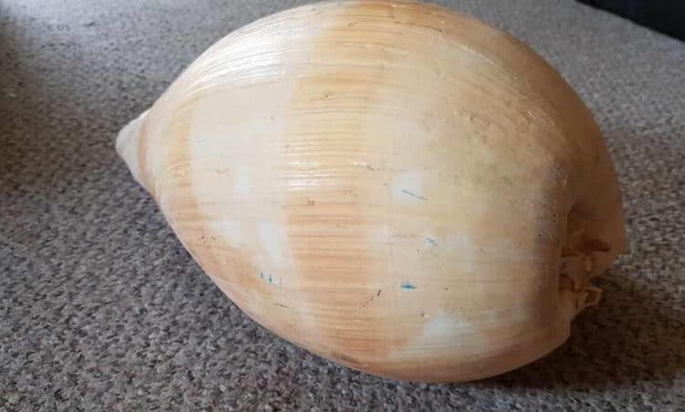 What is the Largest Seashell in the World? Australian Trumpet
