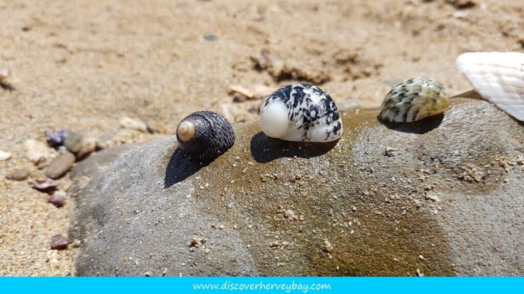 Shells on the Beach, Exploring the Beach and having fun