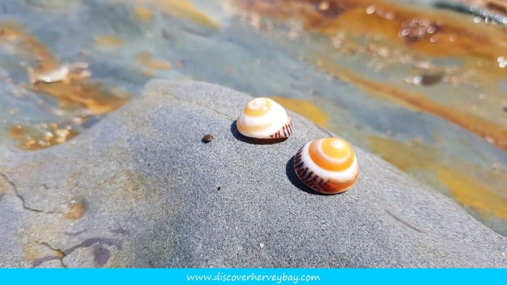 Shells on the Beach, Exploring the Beach and having fun