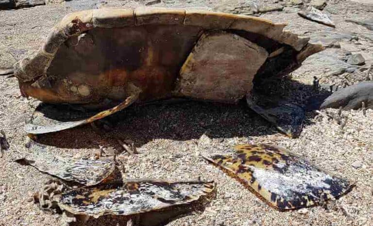 Fraser Island Animals, What wildlife is found over on Fraser