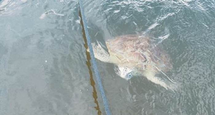 Fraser Island Animals, What wildlife is found over on Fraser