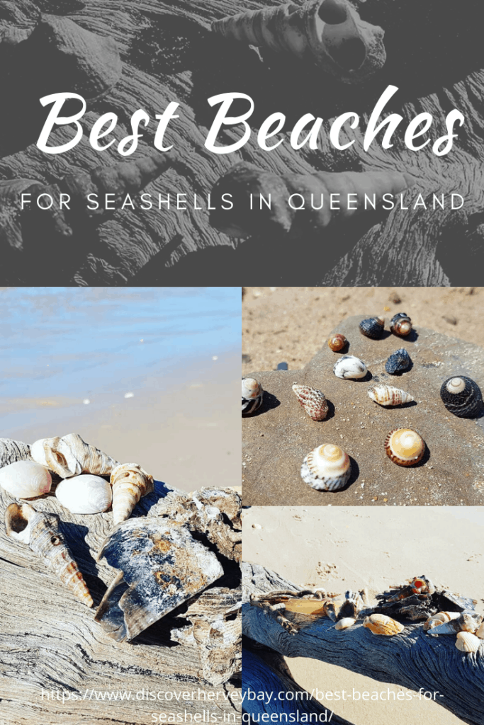 Best Beaches For SeaShells In Queensland