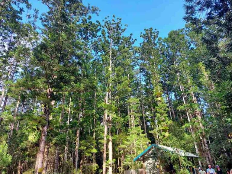 Where To Go Bushwalking In Australia, Must Do Tips