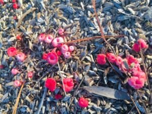 Poona Queensland, Things to Do in Poona, Fishing