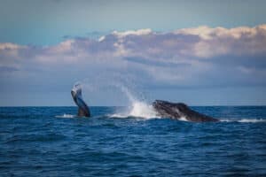 Humpback Whale Migration, Why Whales Migrate To Hervey Bay