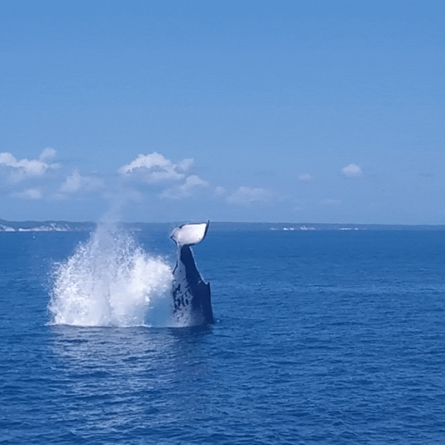 Humpback Whale Clear And Unbiased Facts about Rorqual