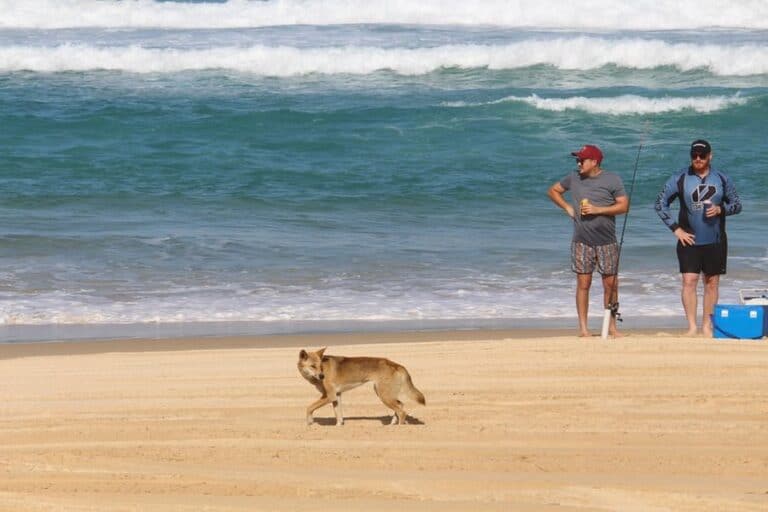 Fraser Island Animals, What wildlife is found over on Fraser